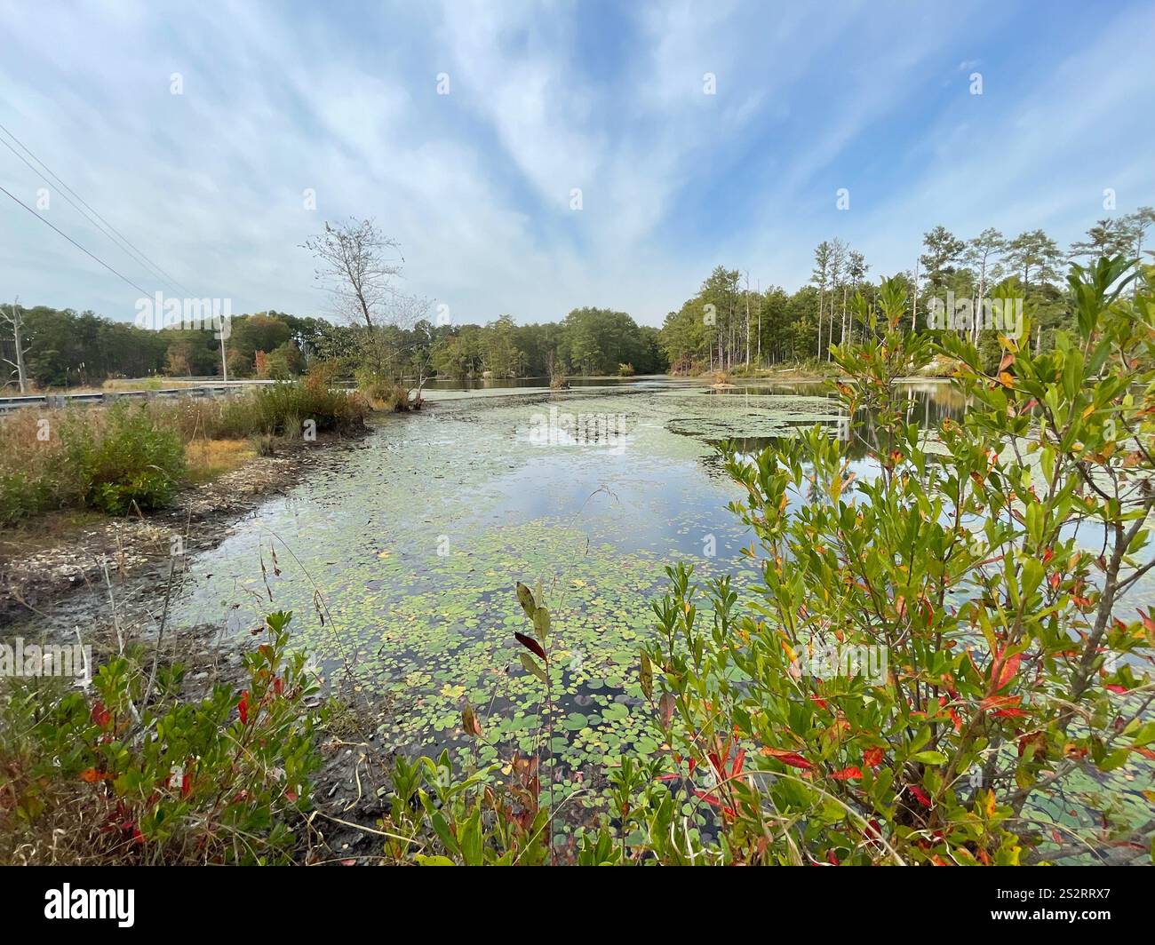 nodding ladies' tresses (Spiranthes cernua Stock Photo - Alamy