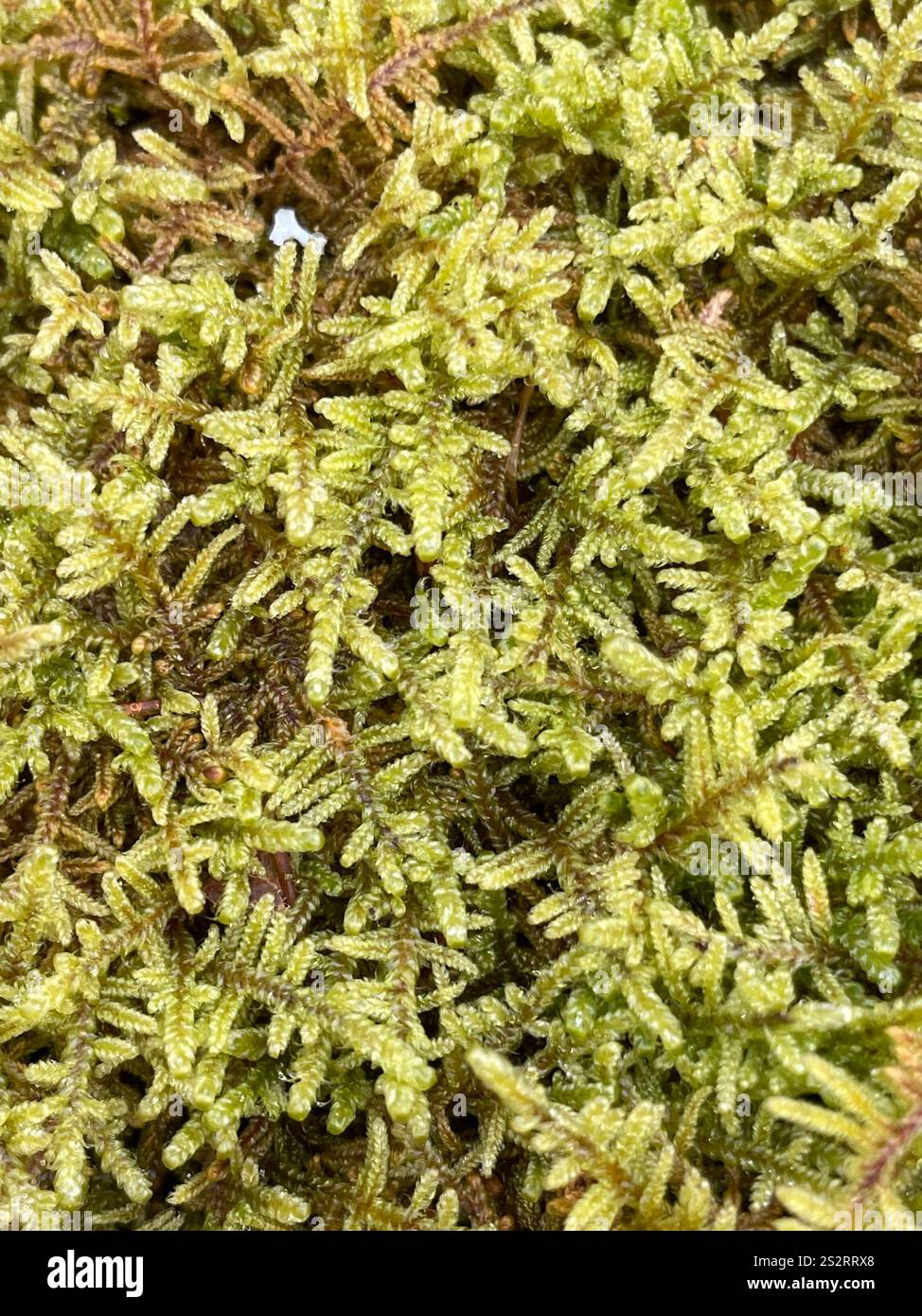 brocade moss (Callicladium imponens Stock Photo - Alamy