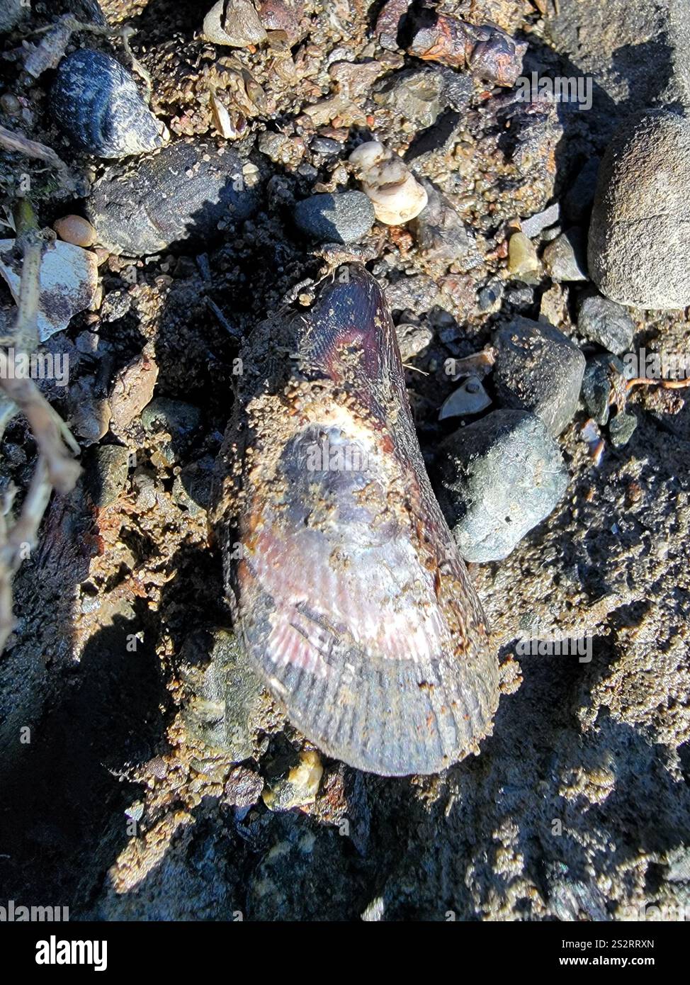 Atlantic Ribbed Mussel (Geukensia demissa Stock Photo - Alamy