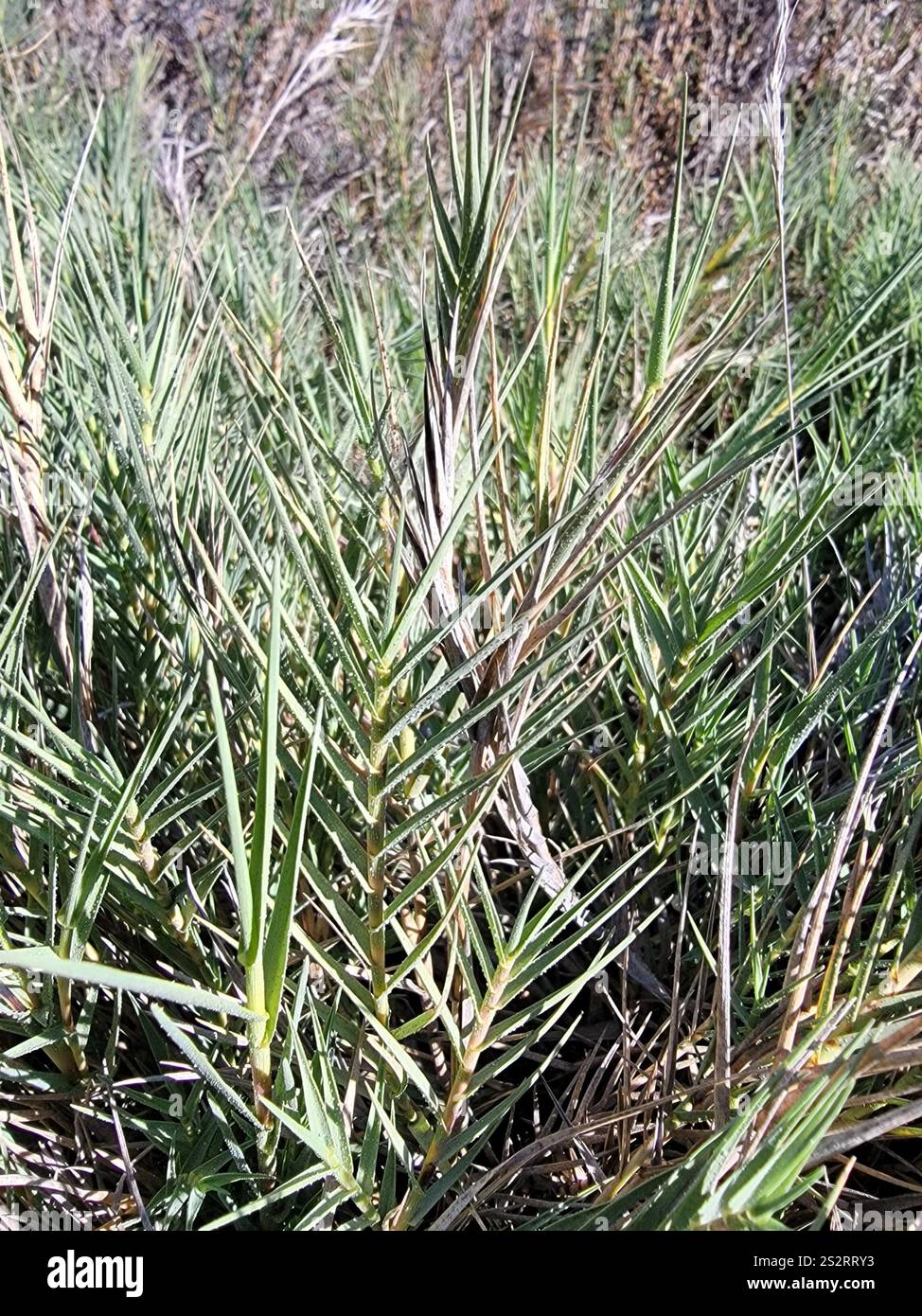 Saltgrass (Distichlis spicata Stock Photo - Alamy