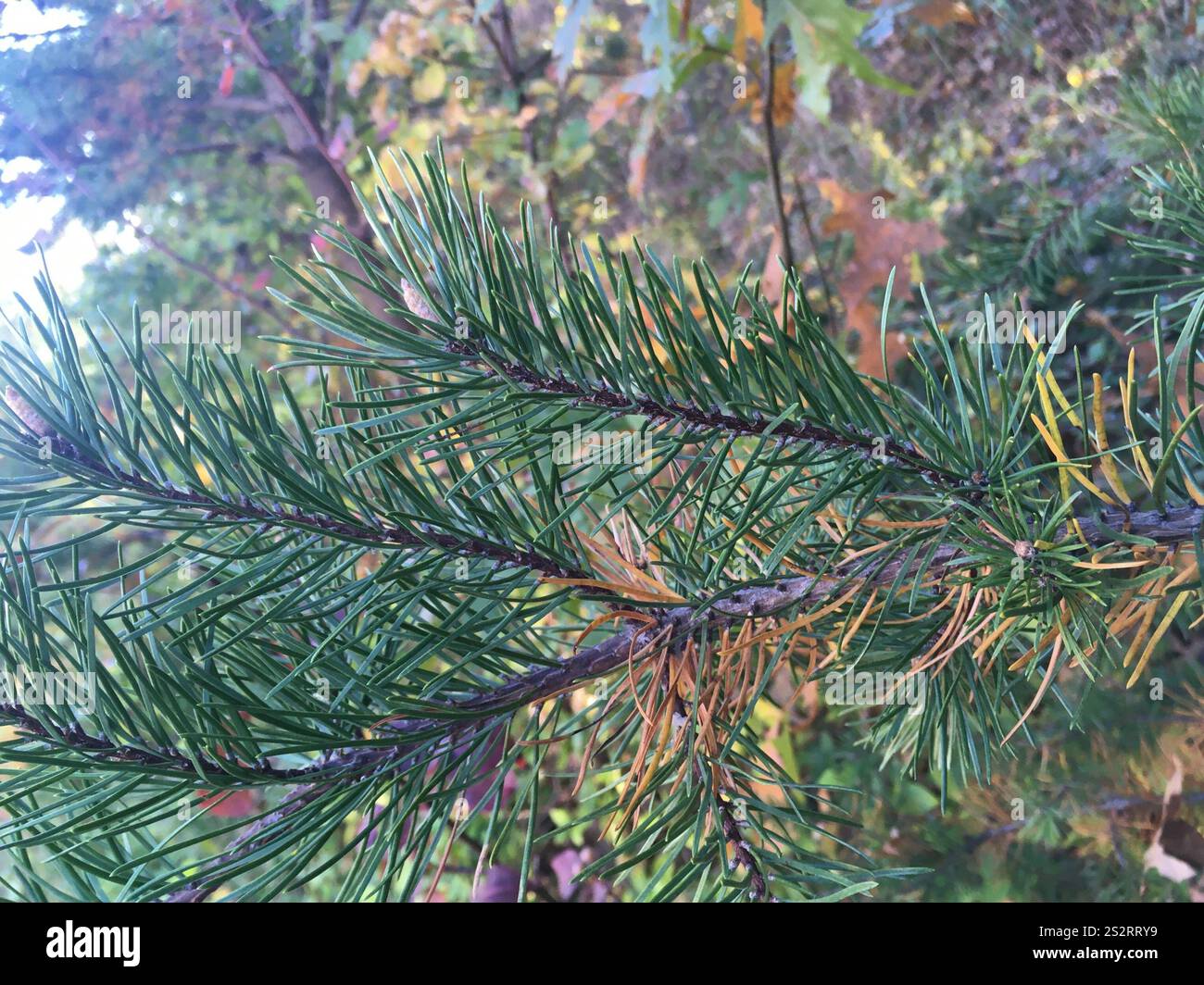 hard pines (Pinus Stock Photo - Alamy