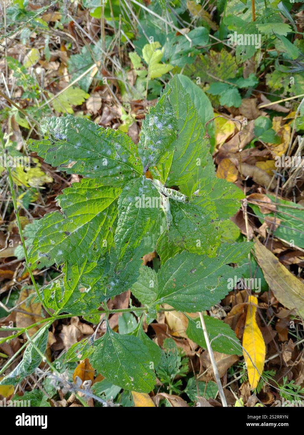 nettle family (Urticaceae Stock Photo - Alamy