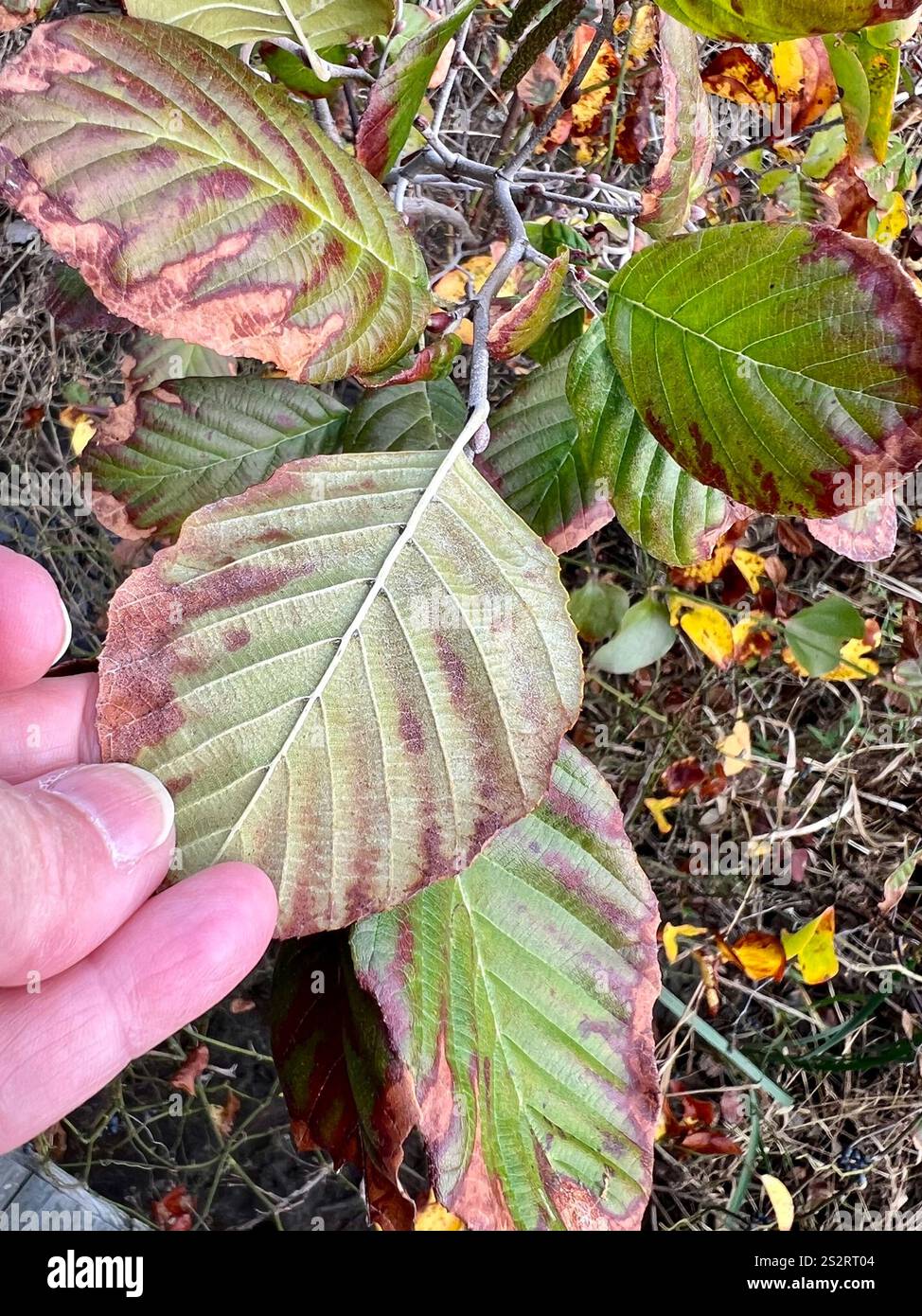 smooth alder (Alnus serrulata Stock Photo - Alamy