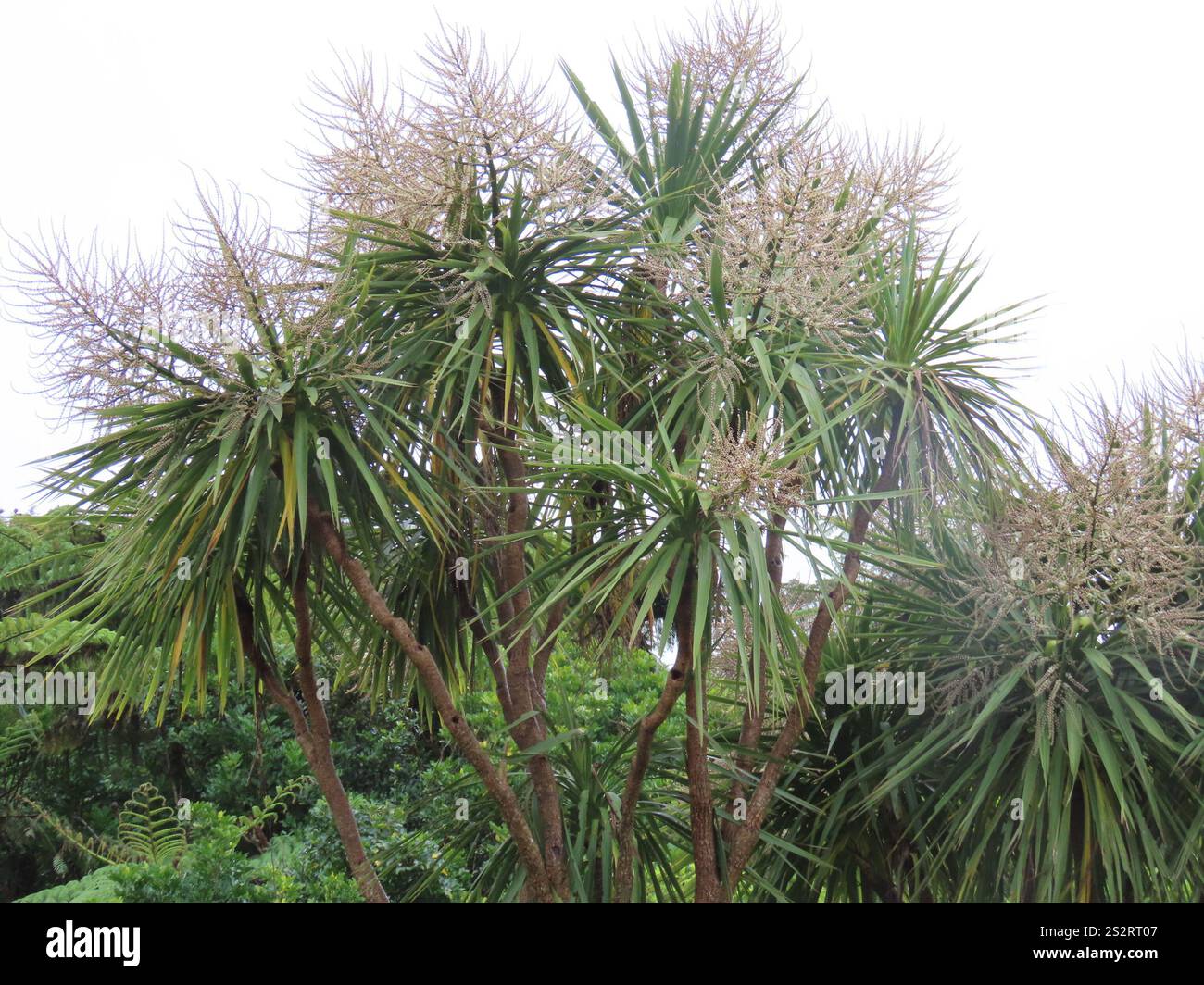 New Zealand cabbage tree (Cordyline australis Stock Photo - Alamy
