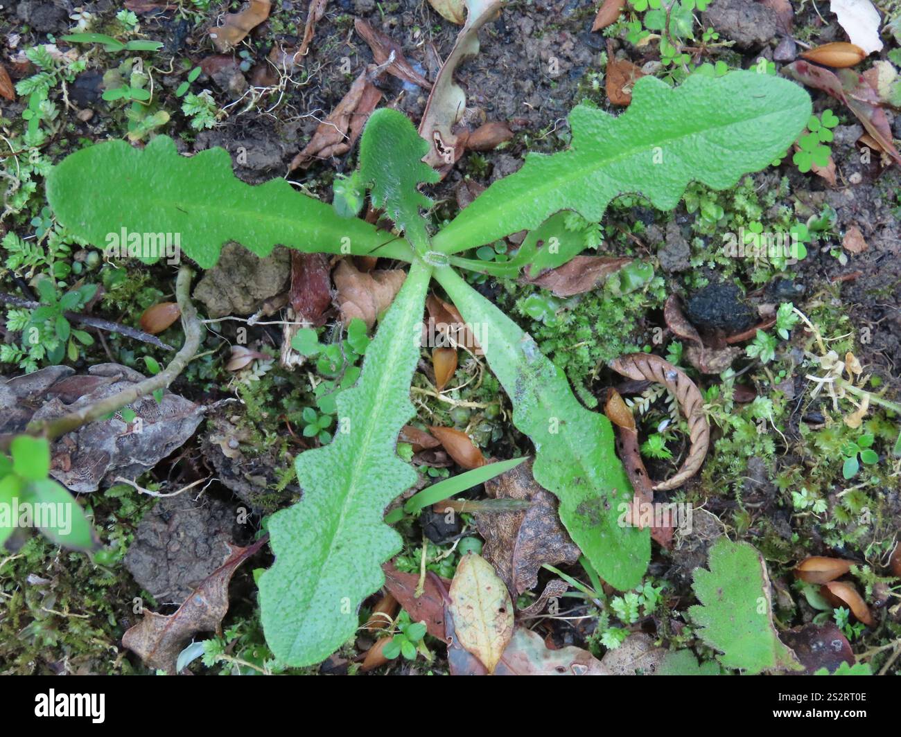 Common Cat's-ear (Hypochaeris radicata Stock Photo - Alamy