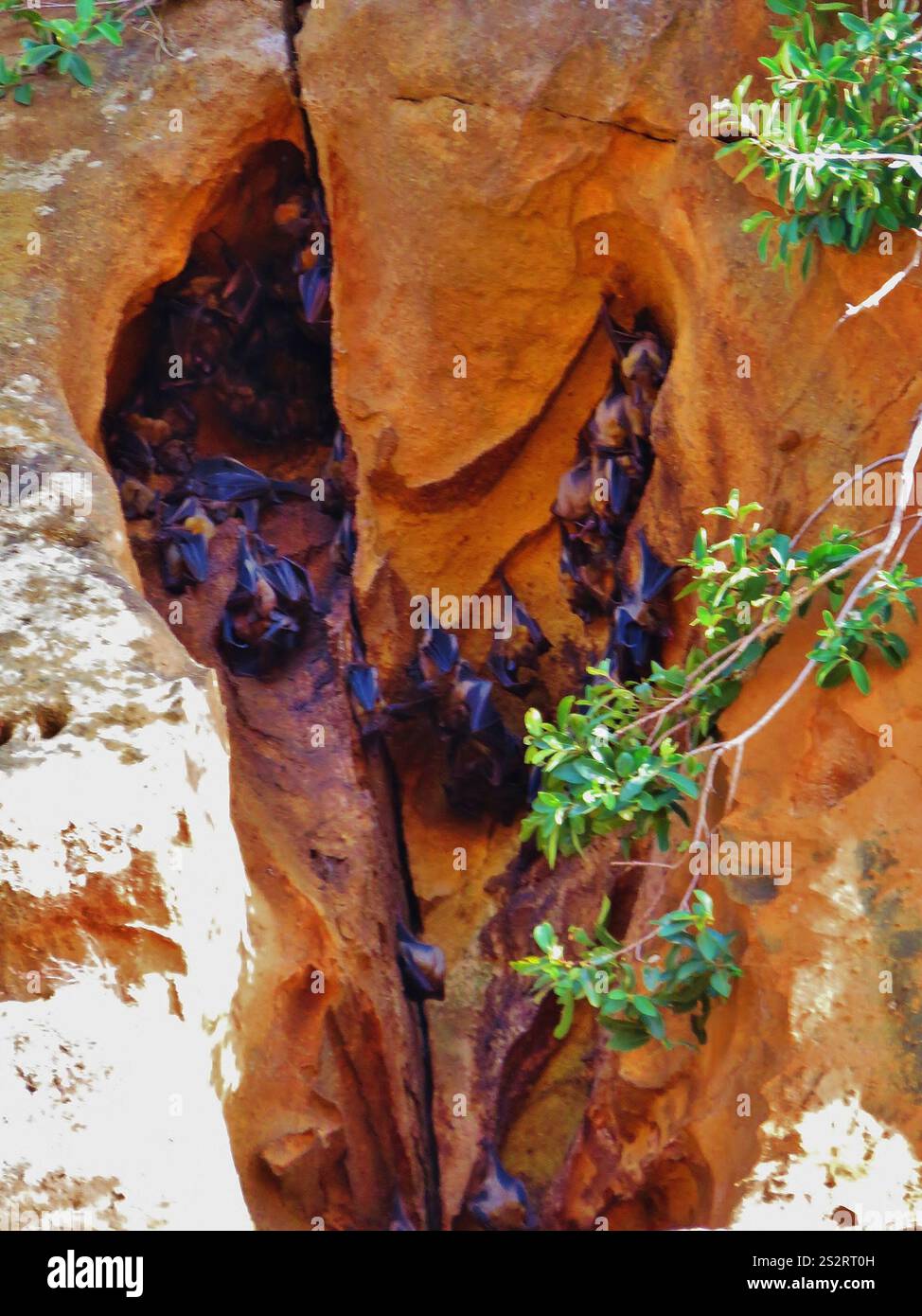 Madagascan Fruit Bat (Eidolon dupreanum Stock Photo - Alamy