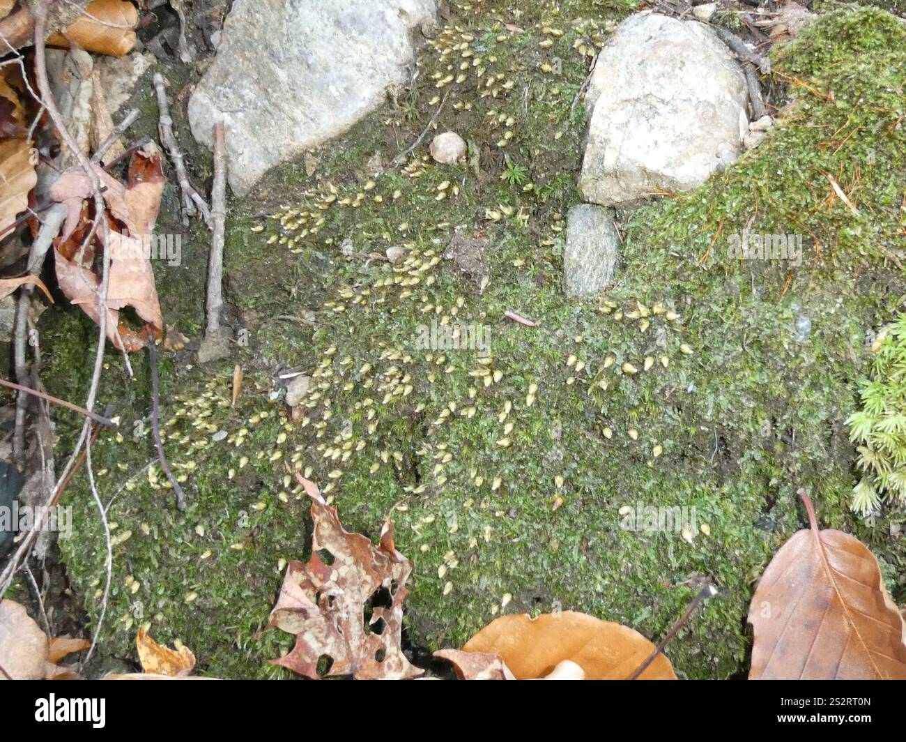 Diphyscium foliosum hi-res stock photography and images - Alamy