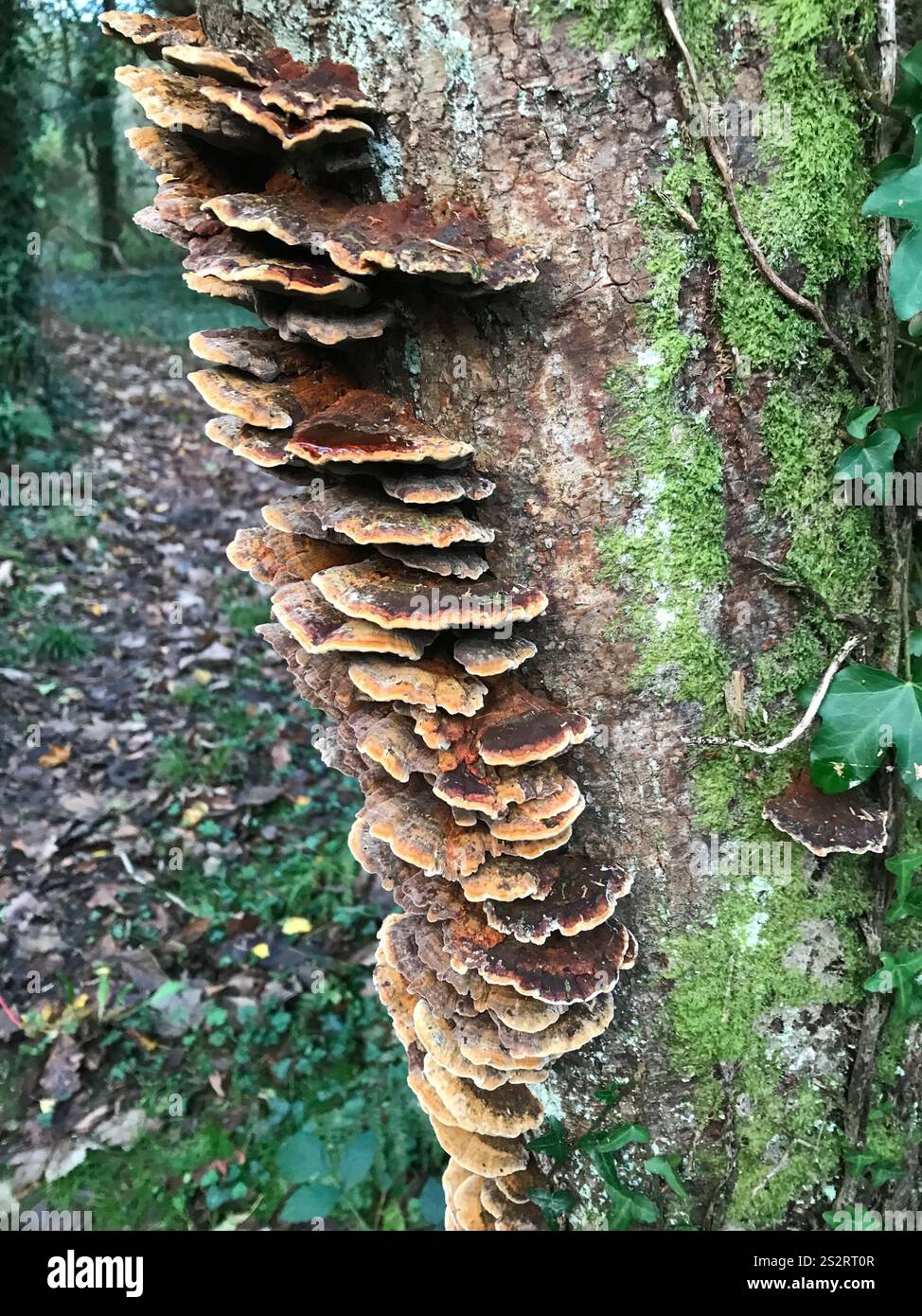 Alder Bracket (Mensularia radiata Stock Photo - Alamy