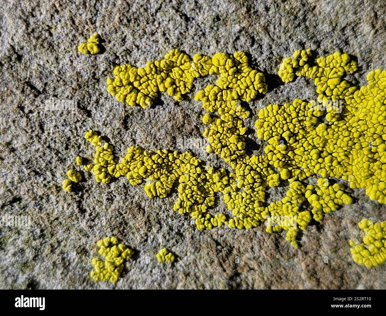 Gold Cobblestone Lichens (Pleopsidium Stock Photo - Alamy