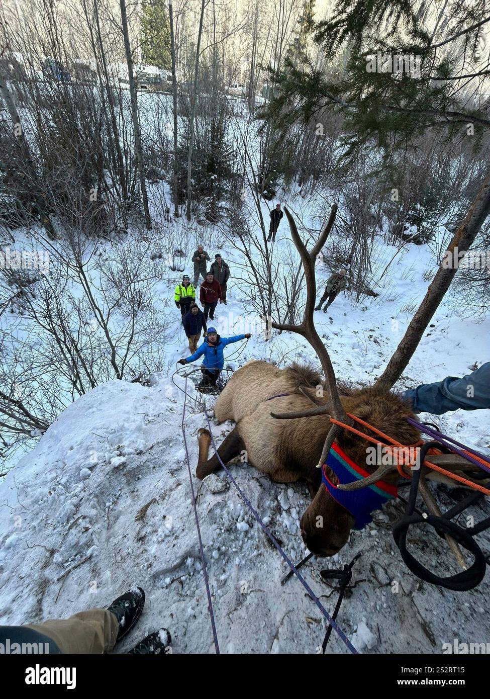 Wildlife officials and climbers rescue a bull elk after the animal ...
