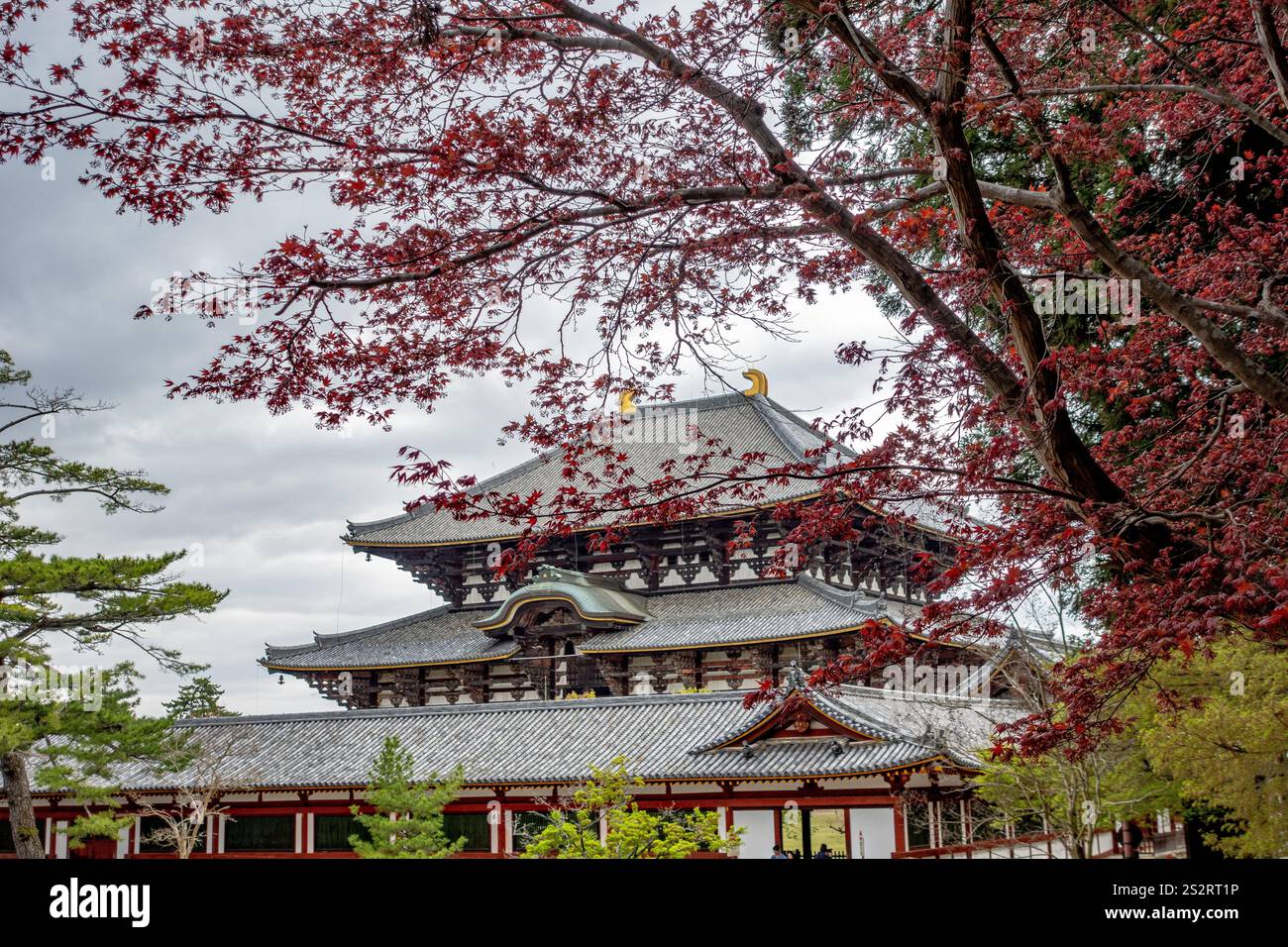 Nara park temple with red leaves. Japan Stock Photo - Alamy