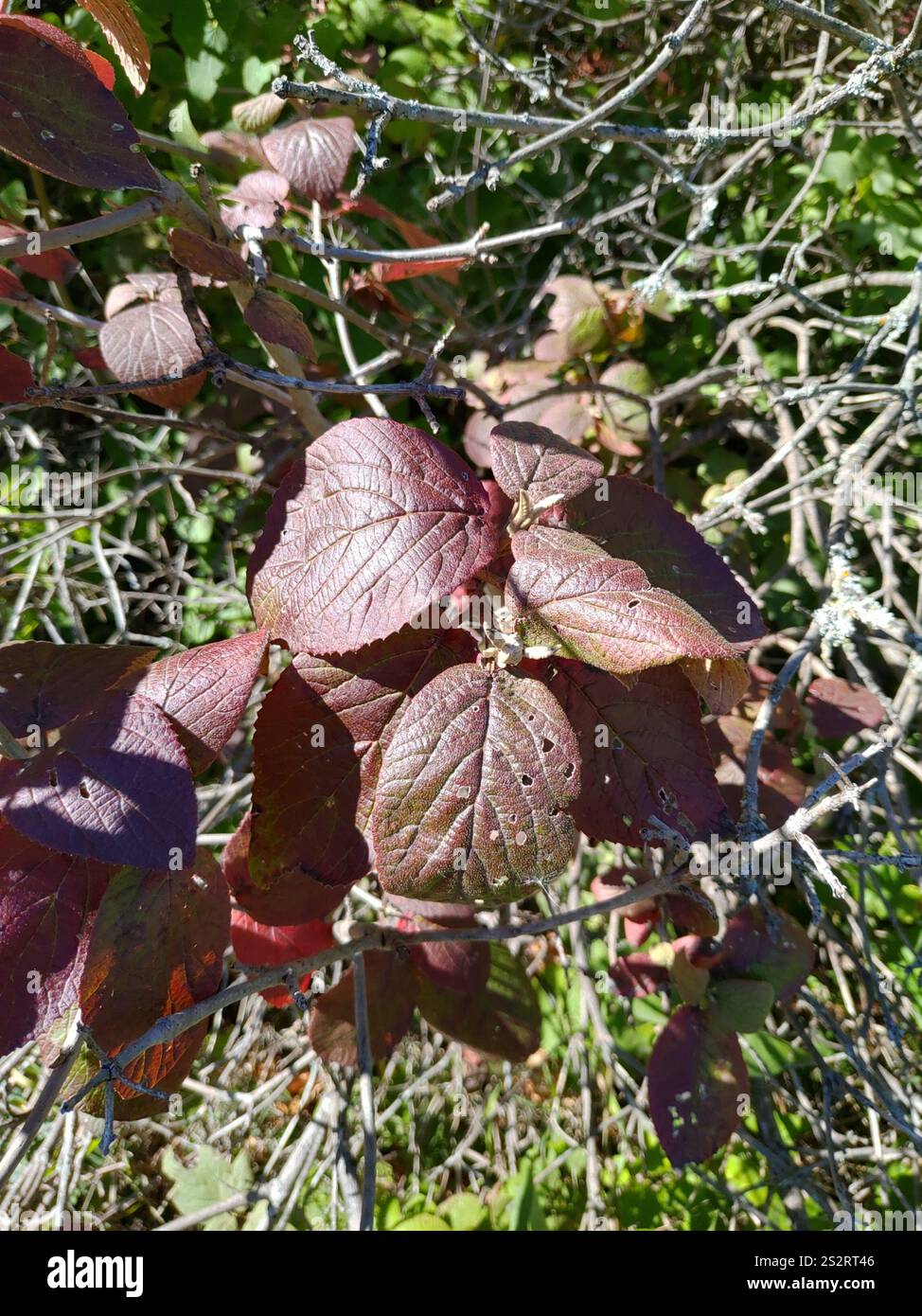 Wayfaring-tree (Viburnum lantana Stock Photo - Alamy