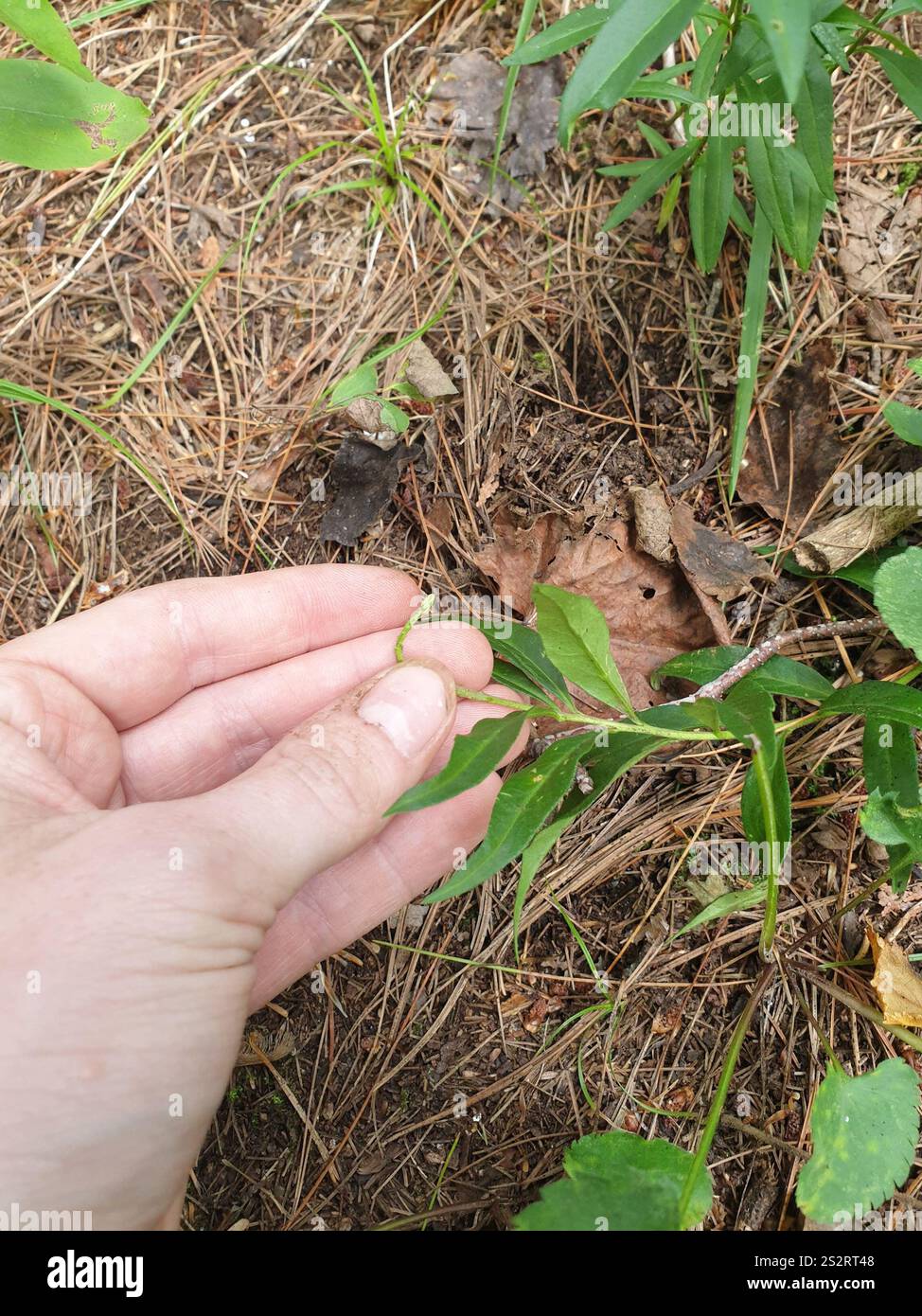 Seneca snakeroot (Senega officinalis Stock Photo - Alamy