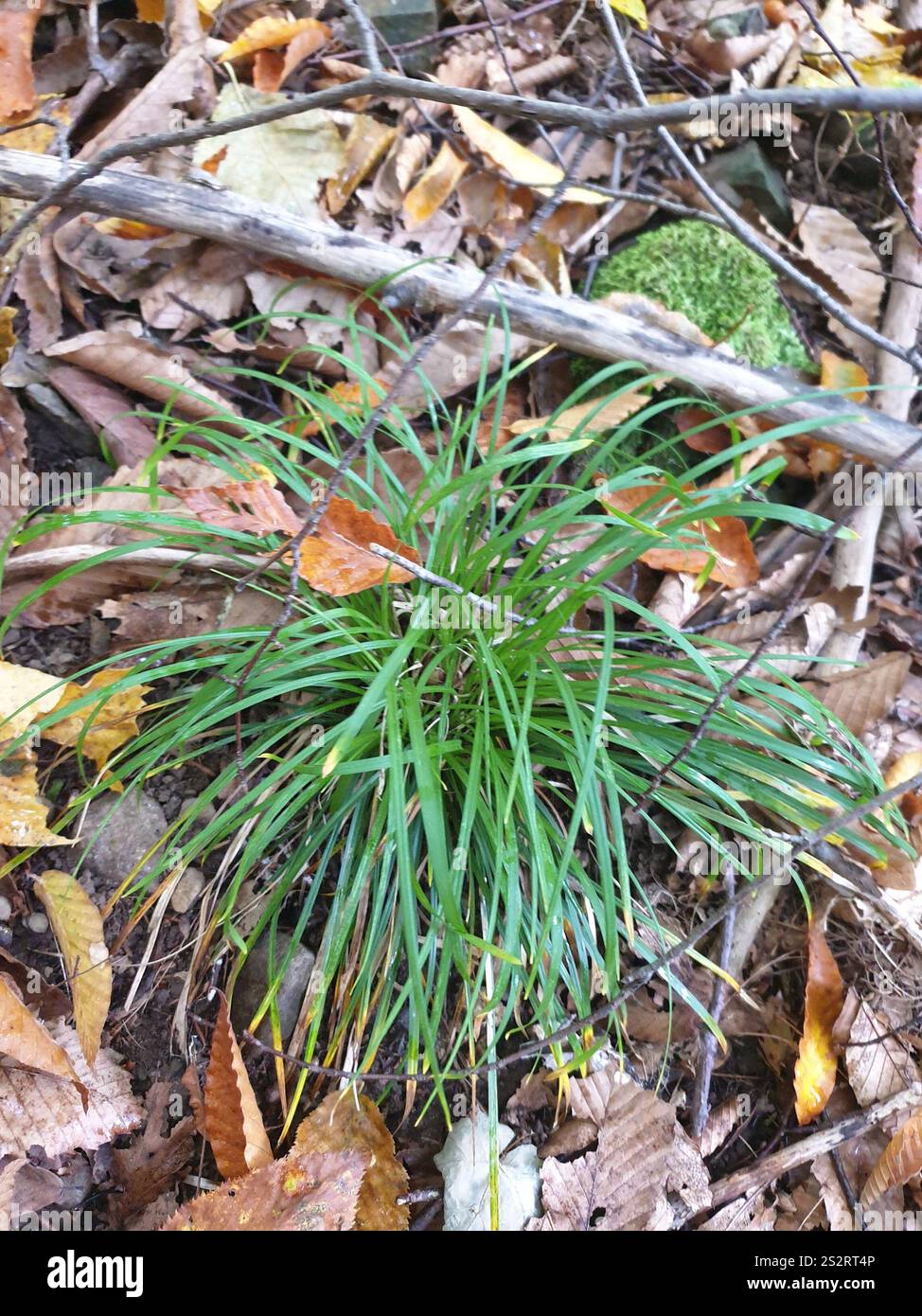 long-stalked sedge (Carex pedunculata Stock Photo - Alamy