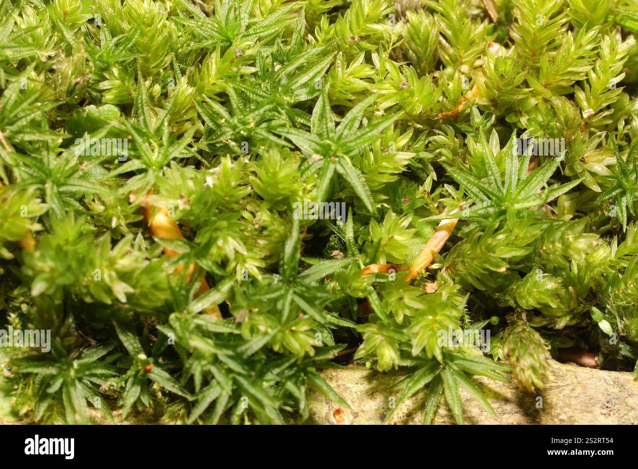 Catherine's moss (Atrichum undulatum Stock Photo - Alamy