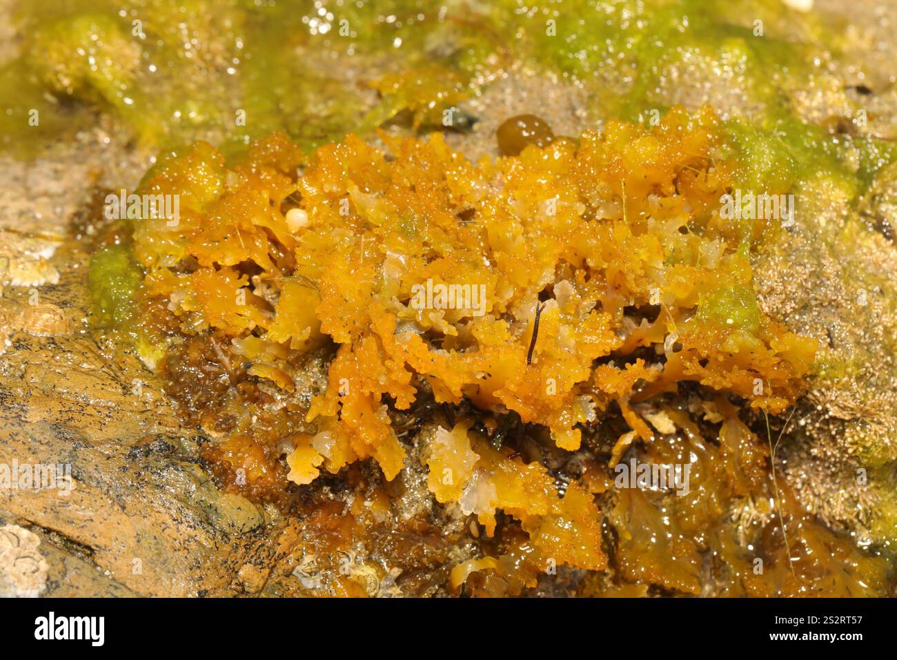 Florideophycean algae (Florideophyceae Stock Photo - Alamy
