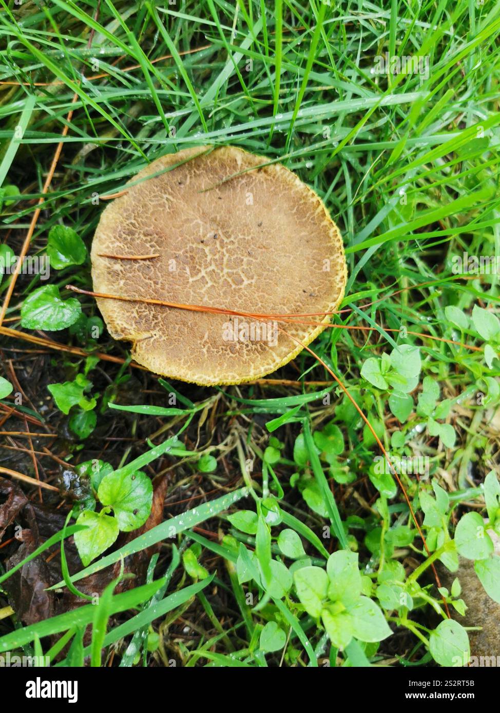 Red-cracking Bolete (Xerocomellus chrysenteron Stock Photo - Alamy