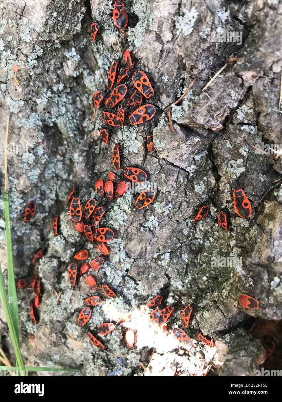 European Firebug (Pyrrhocoris apterus Stock Photo - Alamy