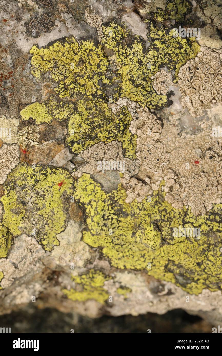 yellow map lichen (Rhizocarpon geographicum Stock Photo - Alamy