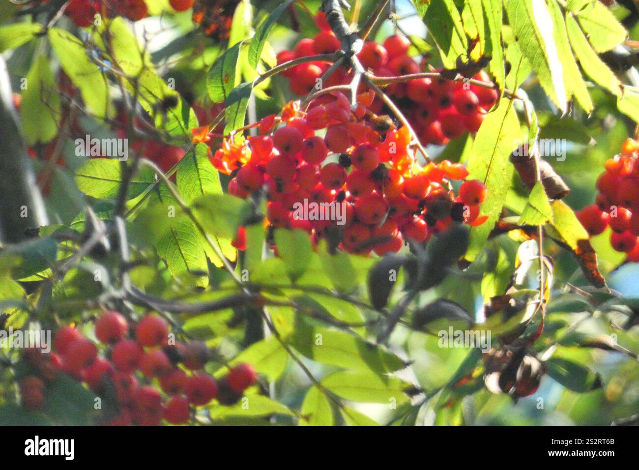 European mountain ash (Sorbus aucuparia Stock Photo - Alamy
