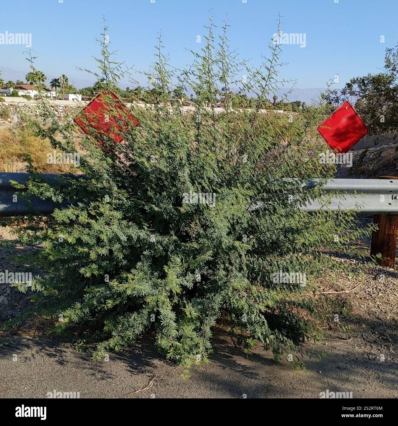 Sweet acacia (Vachellia farnesiana Stock Photo - Alamy
