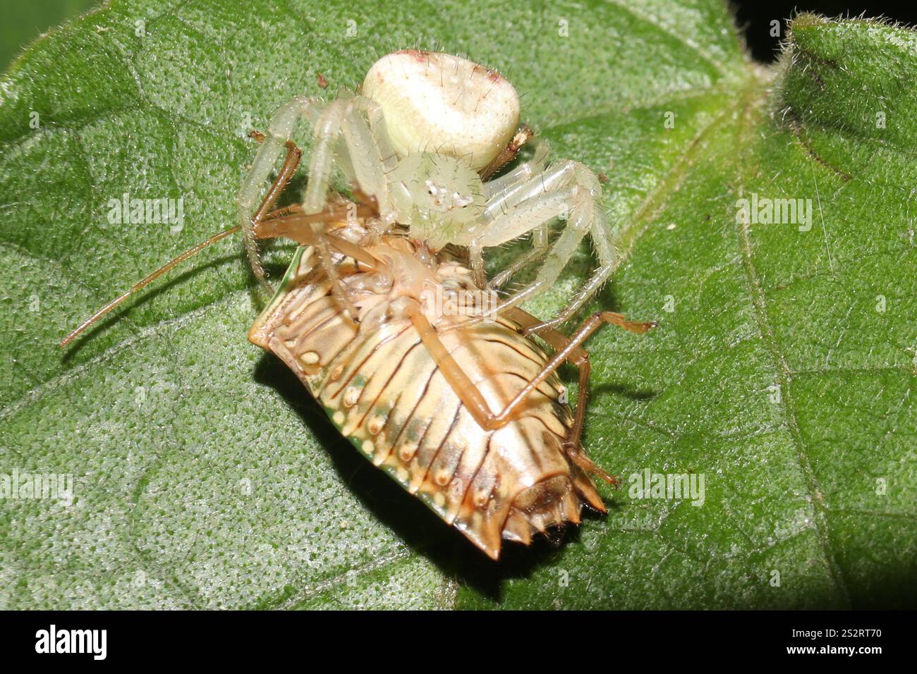 Crab Spiders (Thomisidae Stock Photo - Alamy