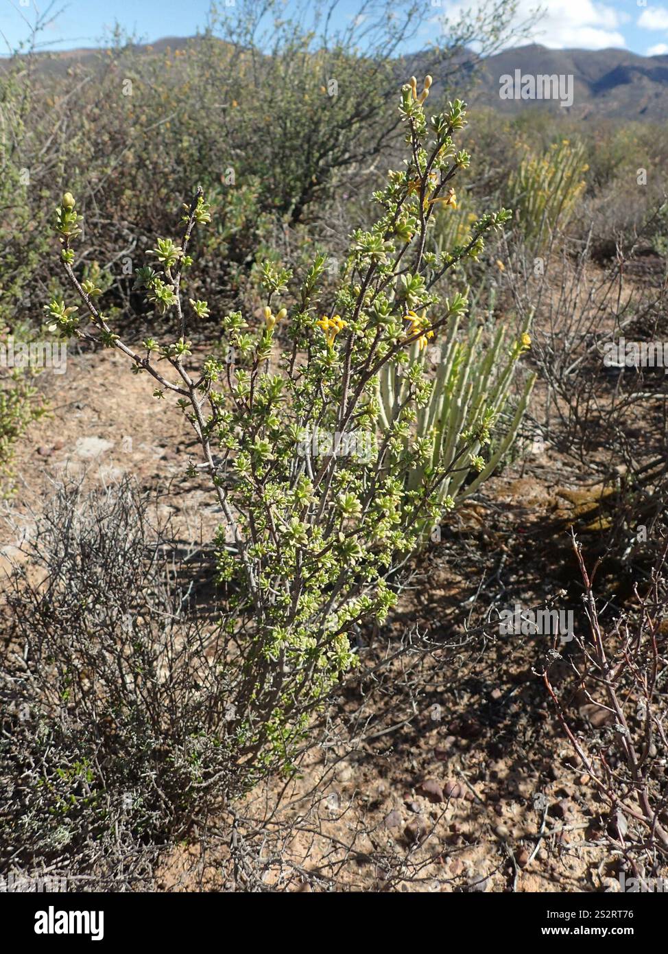 Saffron Curryflower (Lasiosiphon deserticola Stock Photo - Alamy