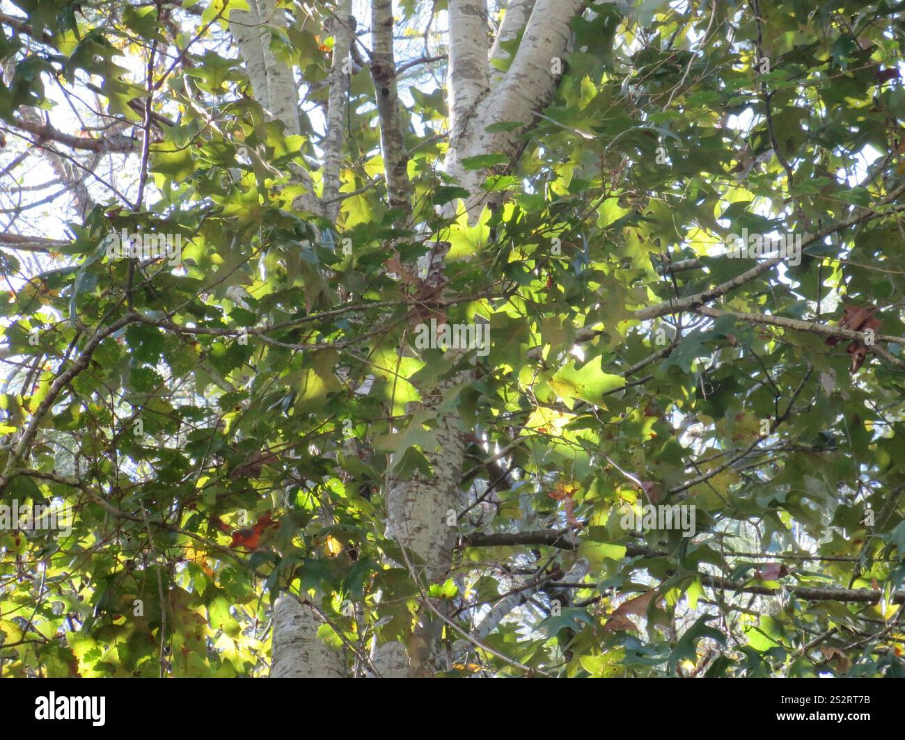 cherrybark oak (Quercus pagoda Stock Photo - Alamy