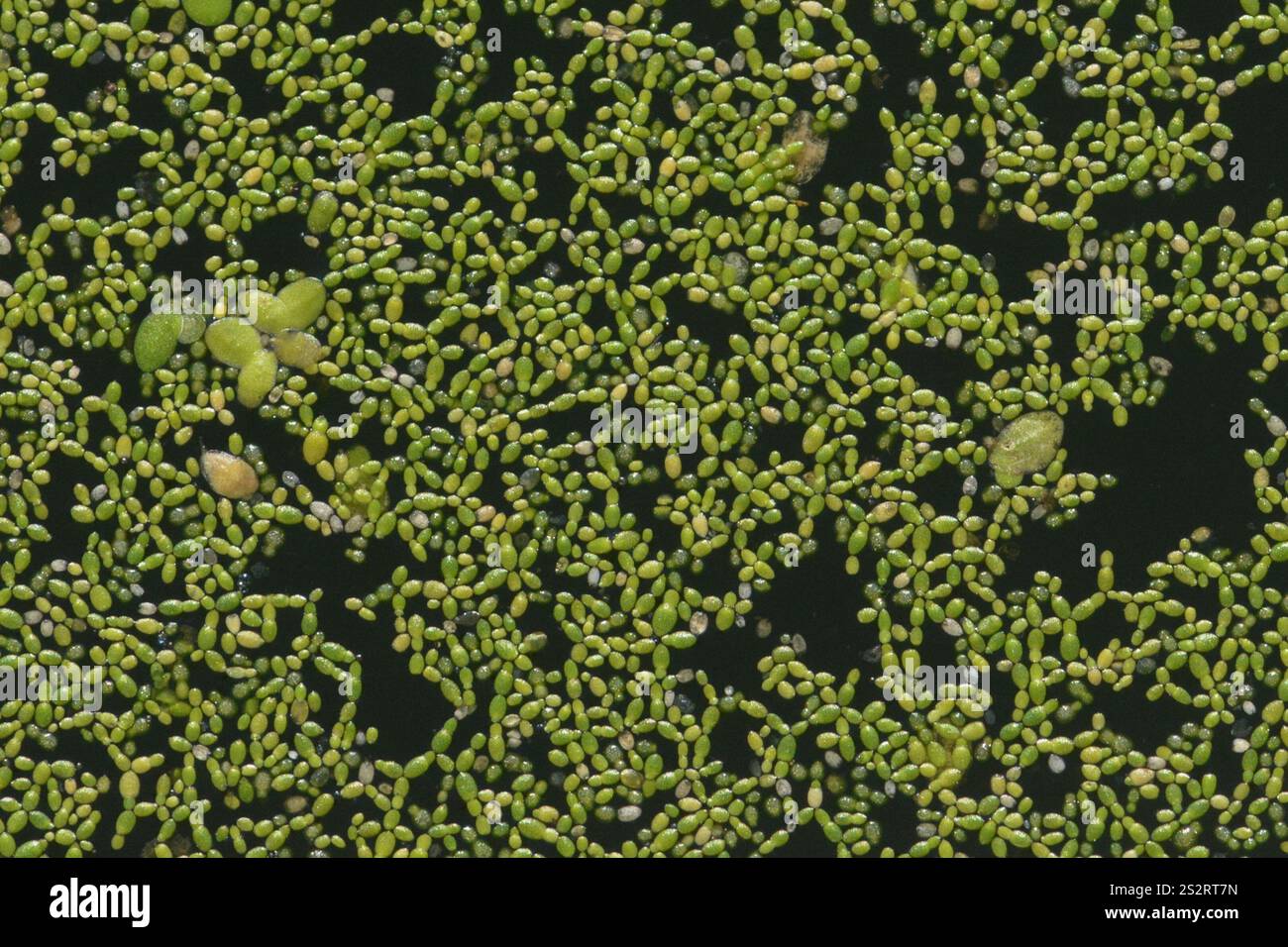 Columbian Watermeal (Wolffia columbiana Stock Photo - Alamy