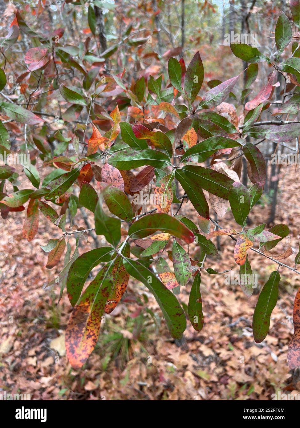 bluejack oak (Quercus incana Stock Photo - Alamy