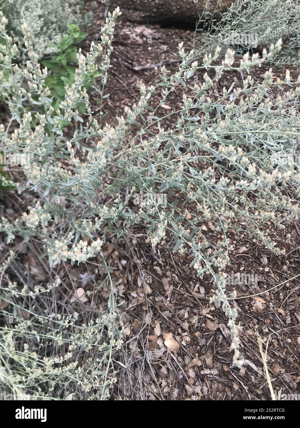 Silver Wormwood (Artemisia ludoviciana Stock Photo - Alamy