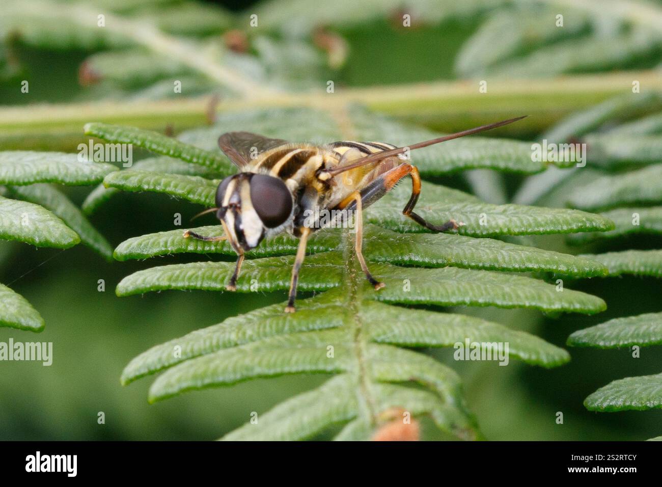Sun Fly (Helophilus pendulus Stock Photo - Alamy