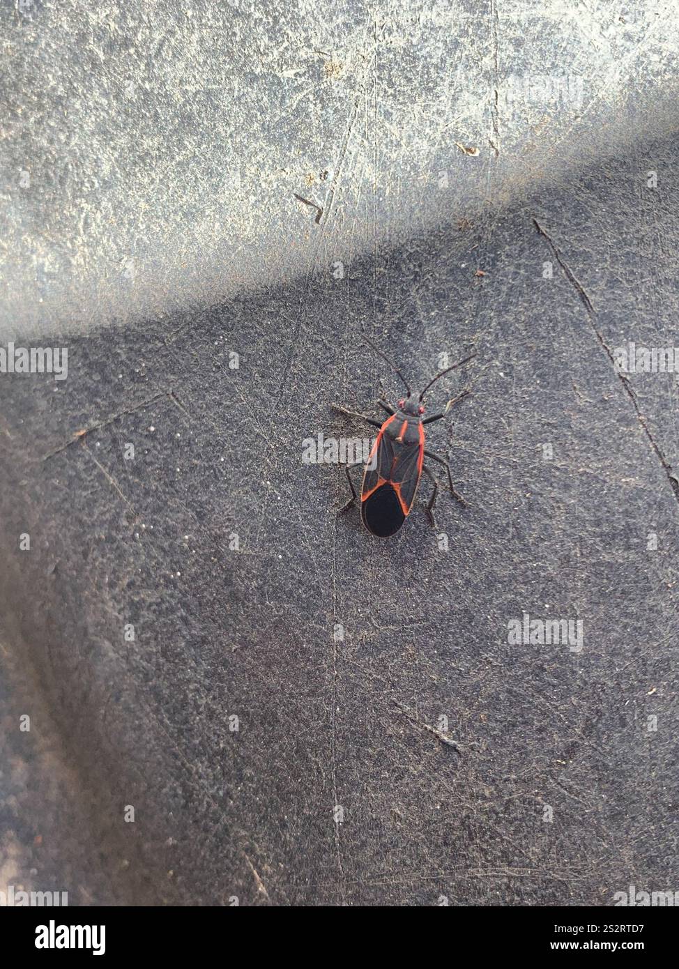 Eastern Boxelder Bug (Boisea trivittata Stock Photo - Alamy