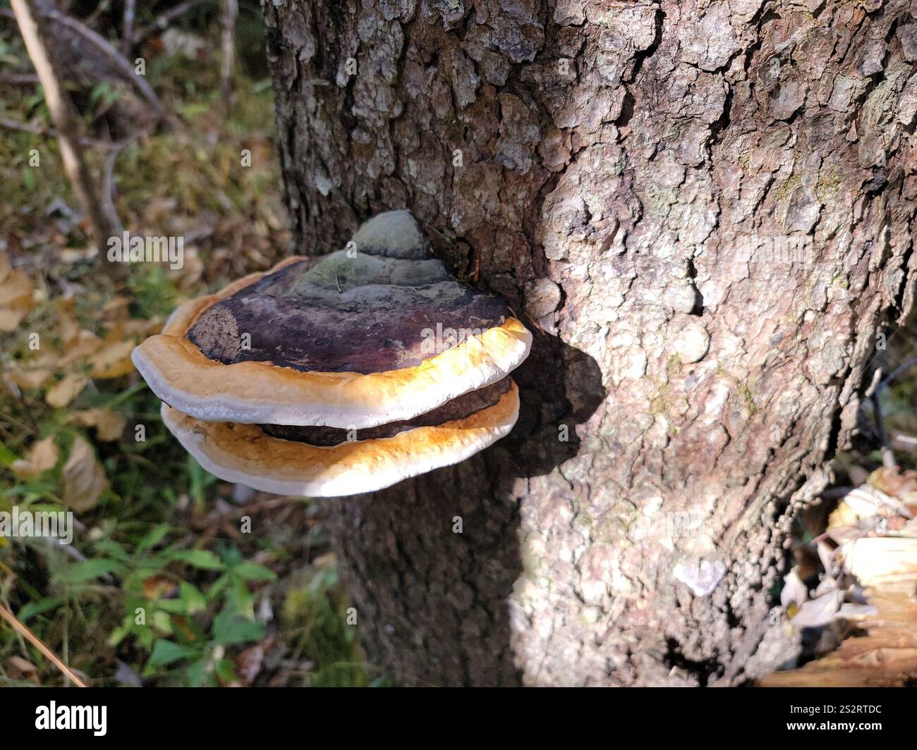 Northern Red Belt (Fomitopsis mounceae Stock Photo - Alamy