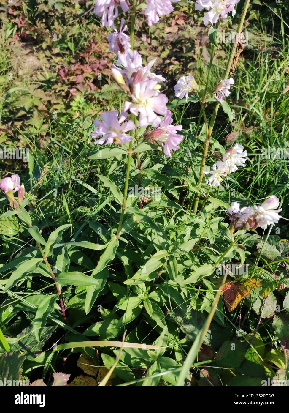 common soapwort (Saponaria officinalis Stock Photo - Alamy