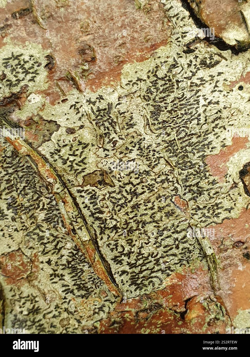 Common Script Lichen (Graphis scripta Stock Photo - Alamy