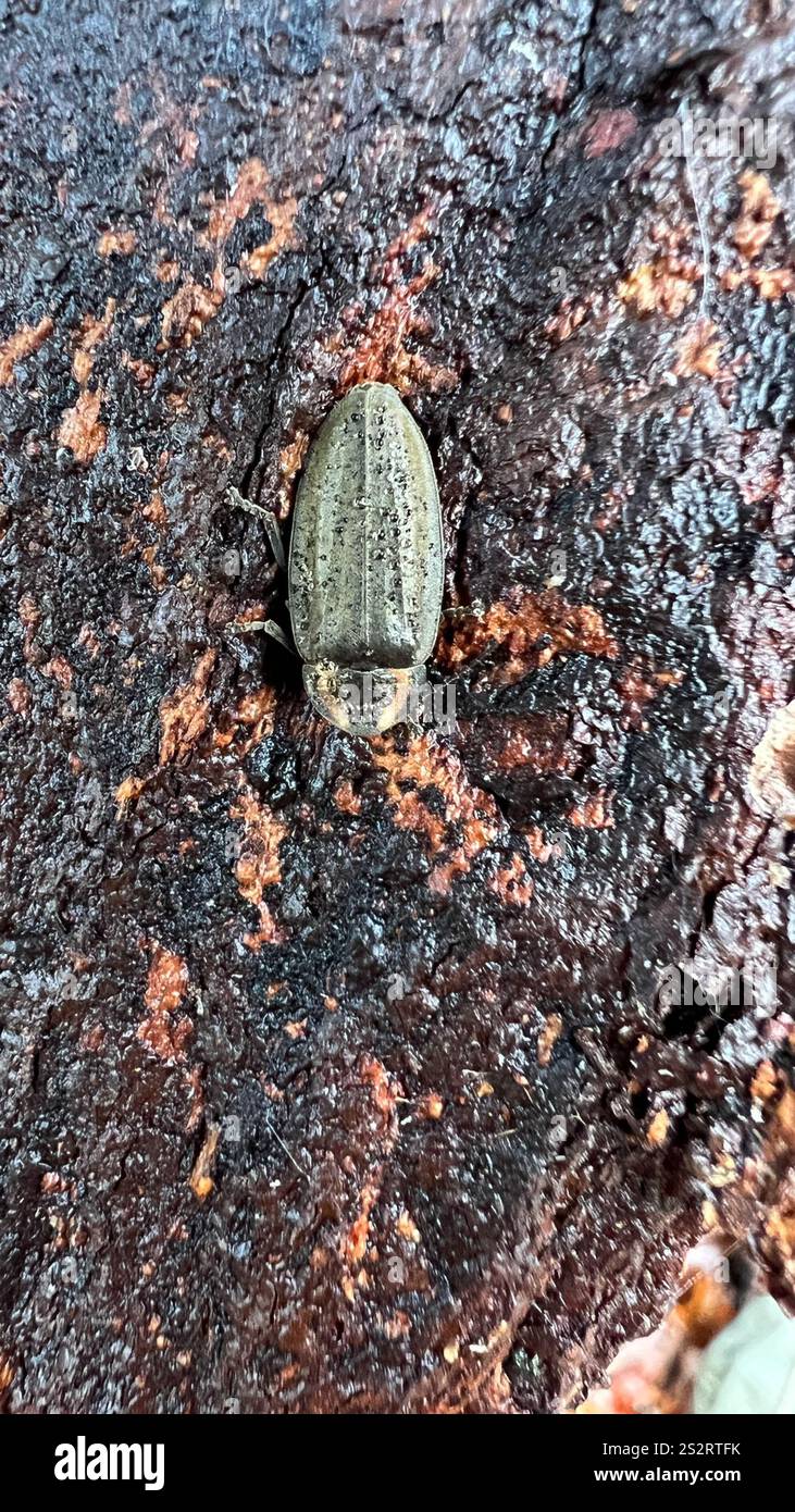 Winter Firefly (Ellychnia corrusca Stock Photo - Alamy