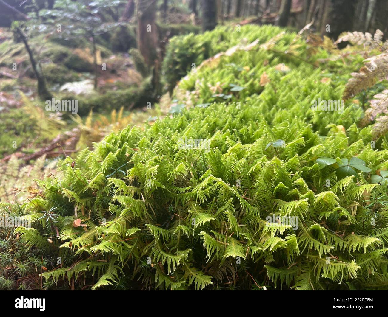 Ostrich-plume Moss (Ptilium crista-castrensis Stock Photo - Alamy