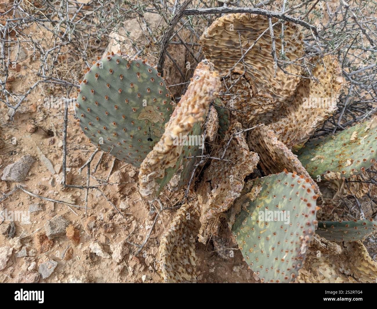 beavertail cactus (Opuntia basilaris basilaris Stock Photo - Alamy