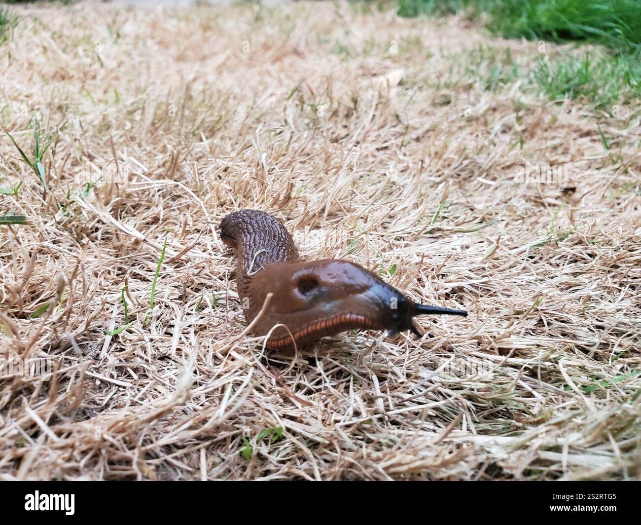 Arion Slugs (Arion Stock Photo - Alamy