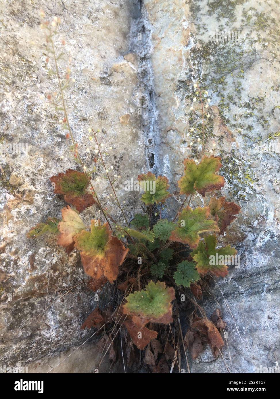 littleflower alumroot (Heuchera parviflora saurensis Stock Photo - Alamy