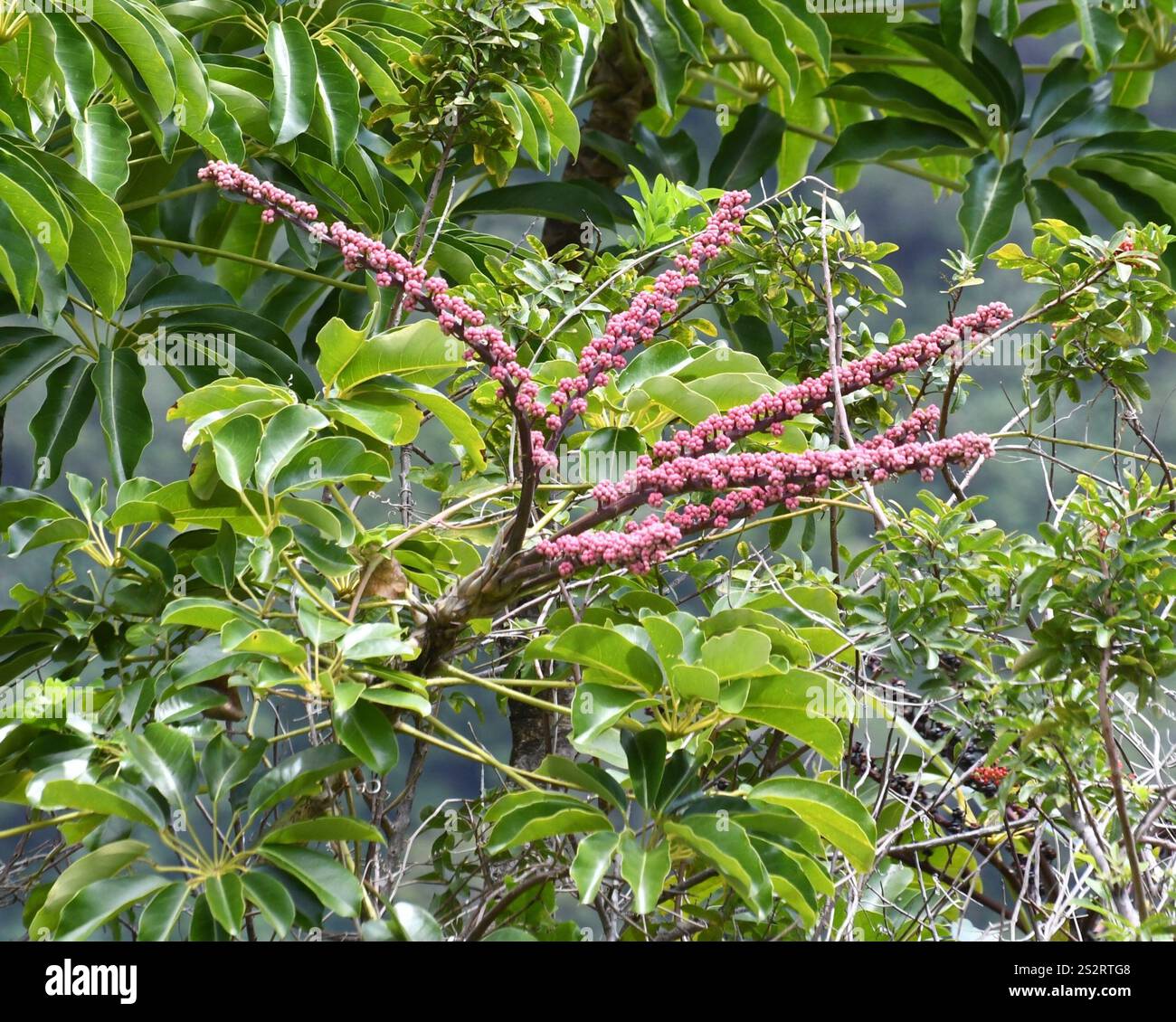 Australian Umbrella Tree (Heptapleurum actinophyllum Stock Photo - Alamy