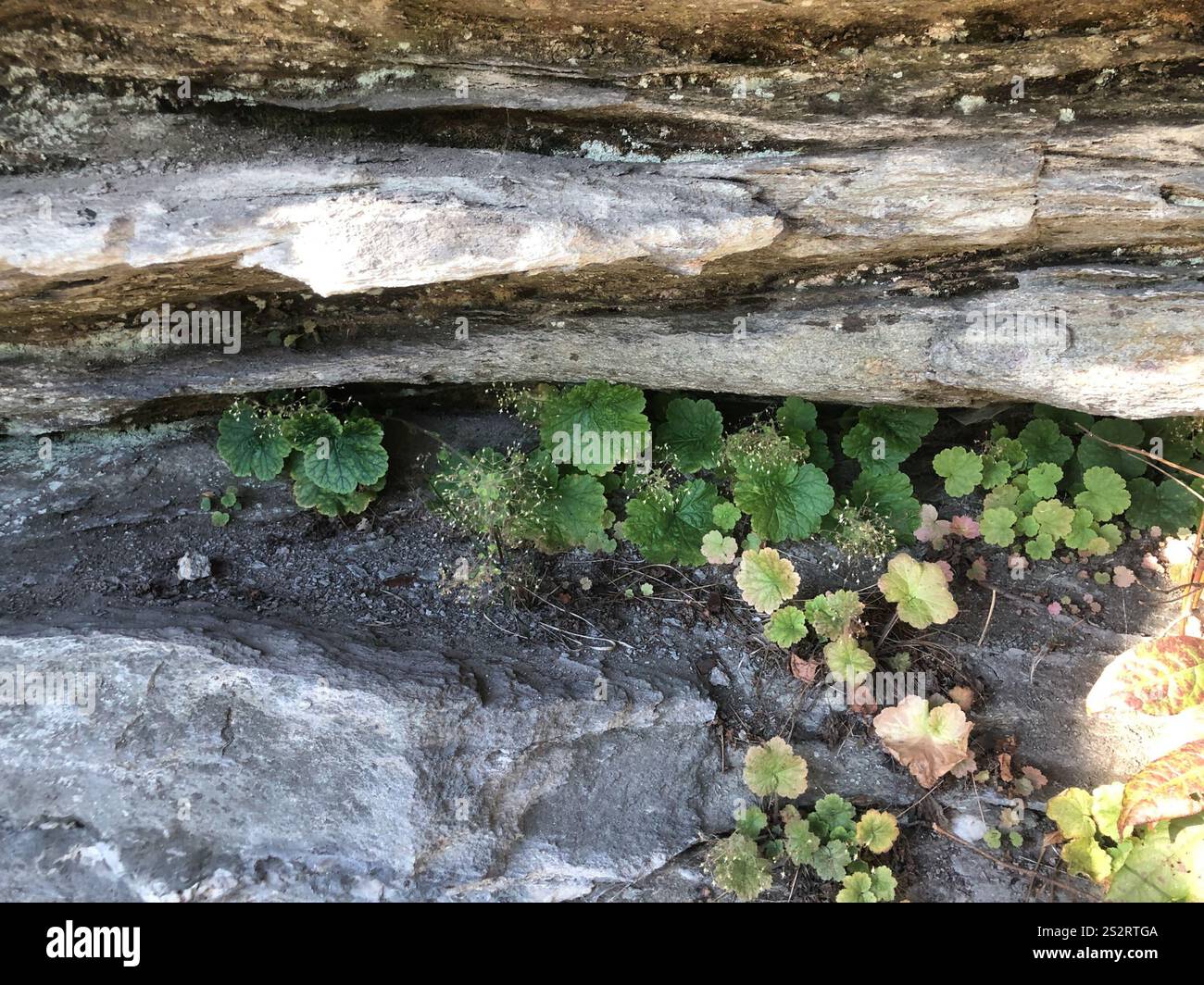littleflower alumroot (Heuchera parviflora saurensis Stock Photo - Alamy