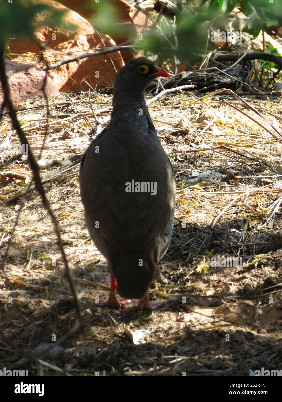 Red-billed Spurfowl (Pternistis adspersus Stock Photo - Alamy