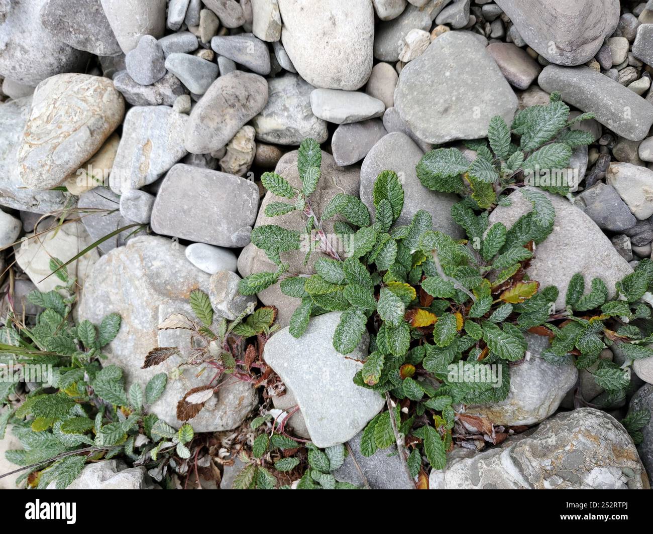 Yellow Mountain-avens (Dryas drummondii Stock Photo - Alamy