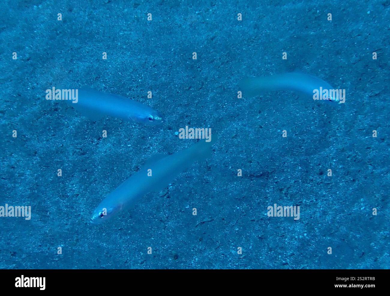 Pearly dartfish hi-res stock photography and images - Alamy