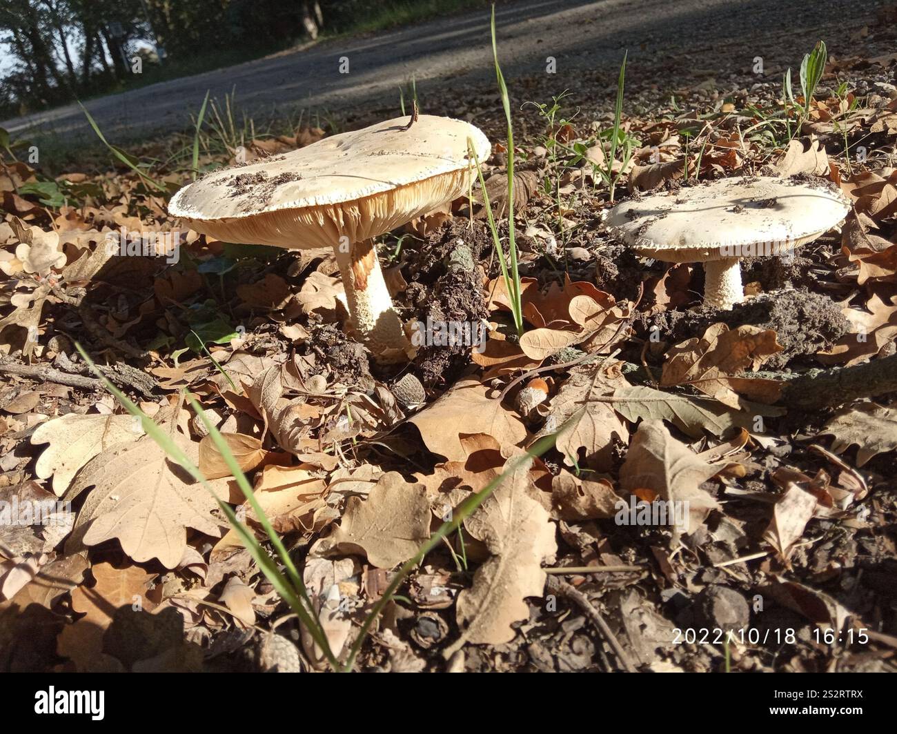 Bearded Amanita (Amanita ovoidea Stock Photo - Alamy