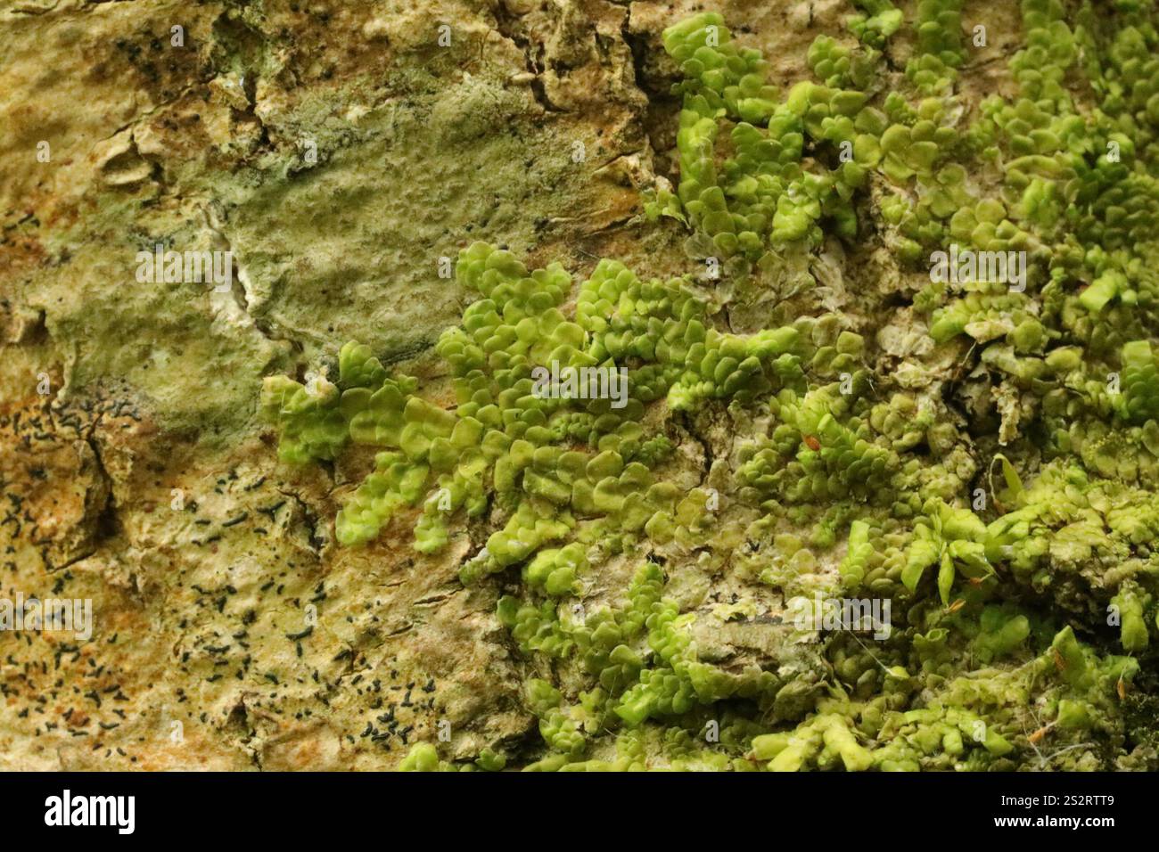 Flat-leaved Scalewort (Radula complanata Stock Photo - Alamy