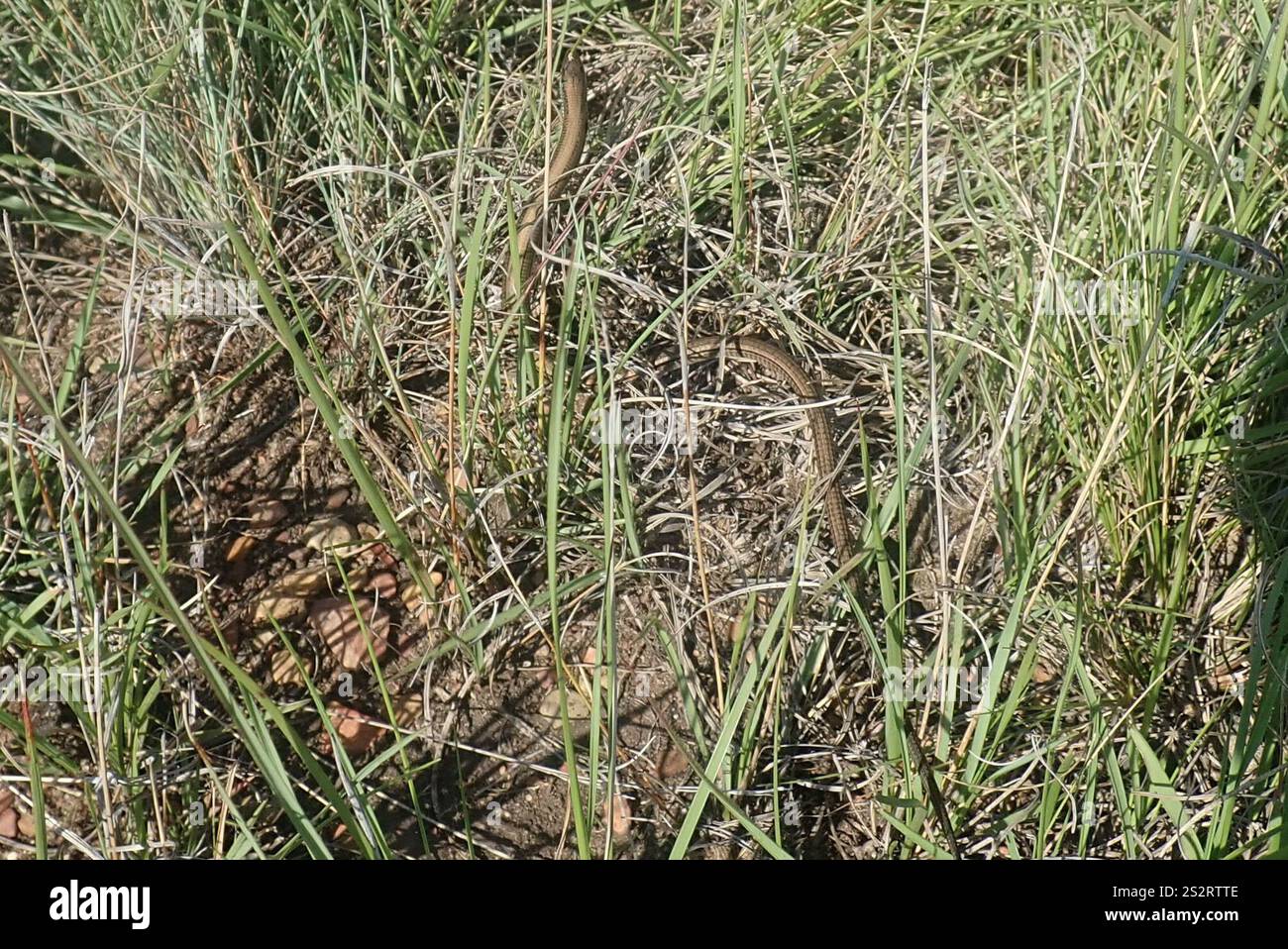 Breyer's Long-tailed Seps (Tetradactylus breyeri Stock Photo - Alamy