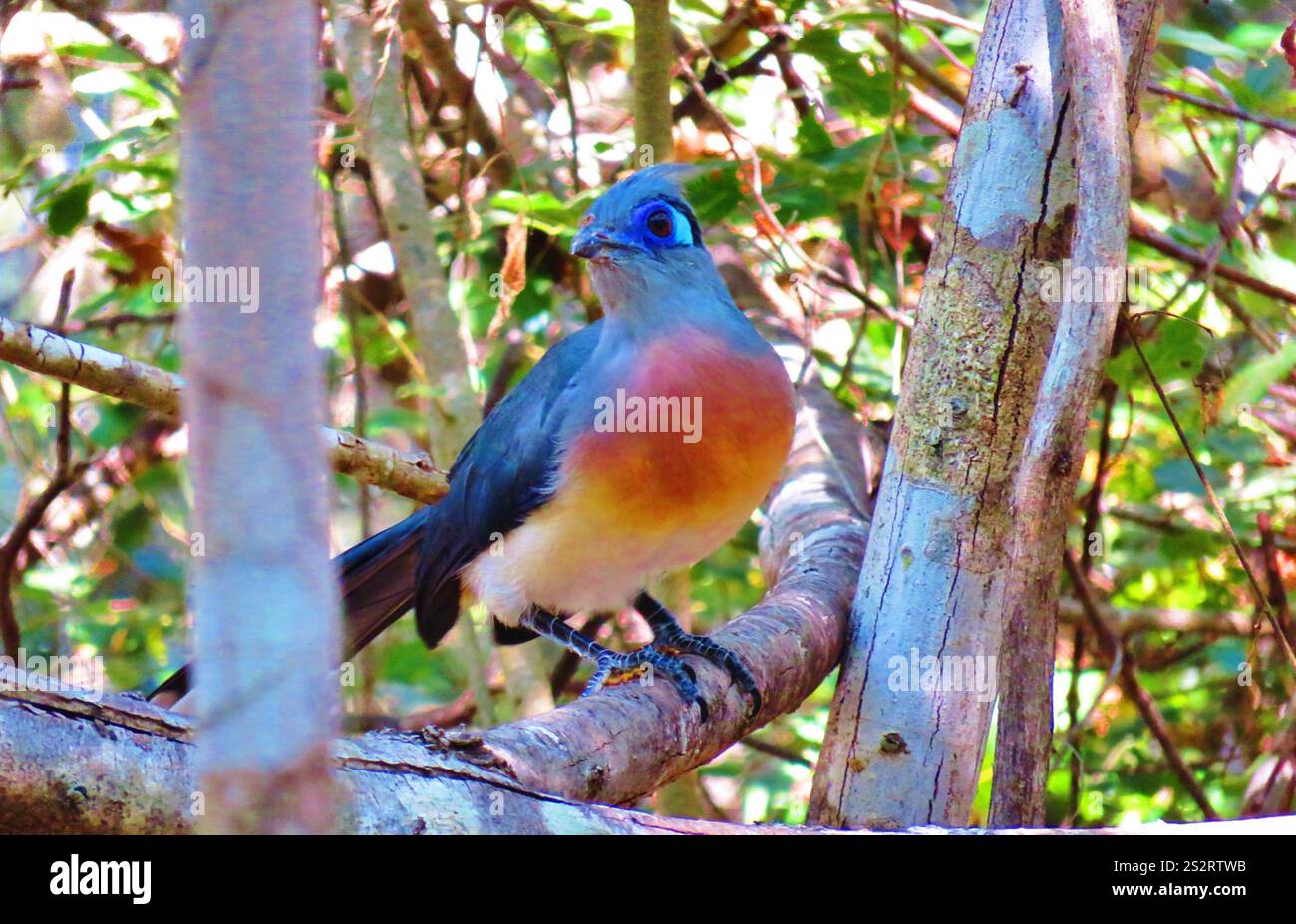 Crested Coua (Coua cristata Stock Photo - Alamy